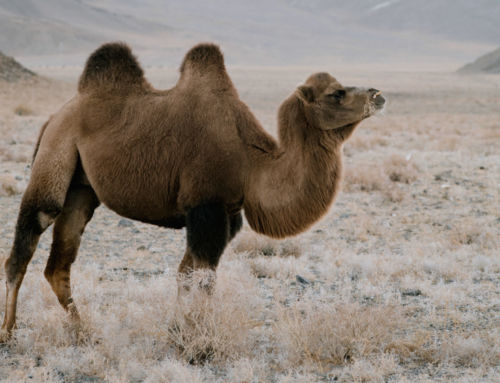 What are the three things every idea needs to be successful? The ...